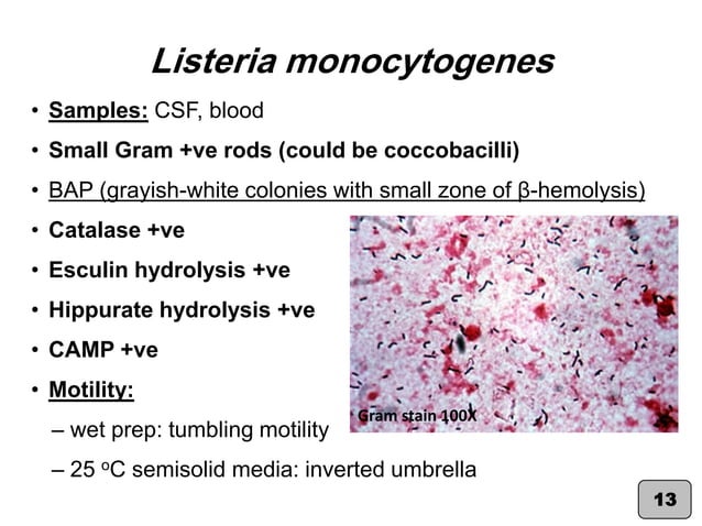 Corynebacterium spp. & Listeria monocytogenes (Practical Medical ...