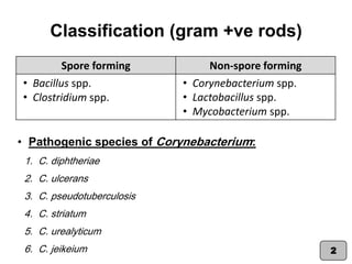 Corynebacterium spp. & Listeria monocytogenes (Practical Medical ...