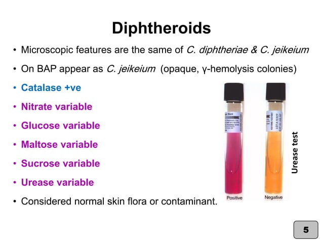 Corynebacterium spp. & Listeria monocytogenes (Practical Medical ...