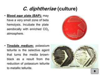 Corynebacterium spp. & Listeria monocytogenes (Practical Medical ...