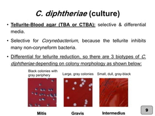 Corynebacterium spp. & Listeria monocytogenes (Practical Medical ...