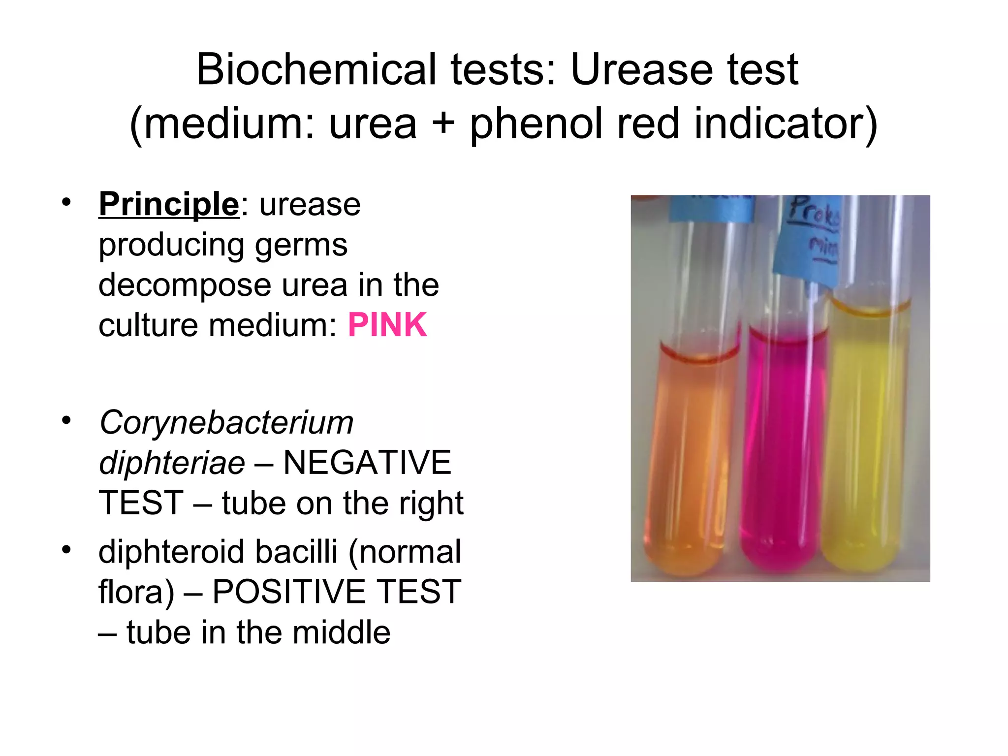 Corynebacterium listeria erysipelothrix_bacillus | PPT