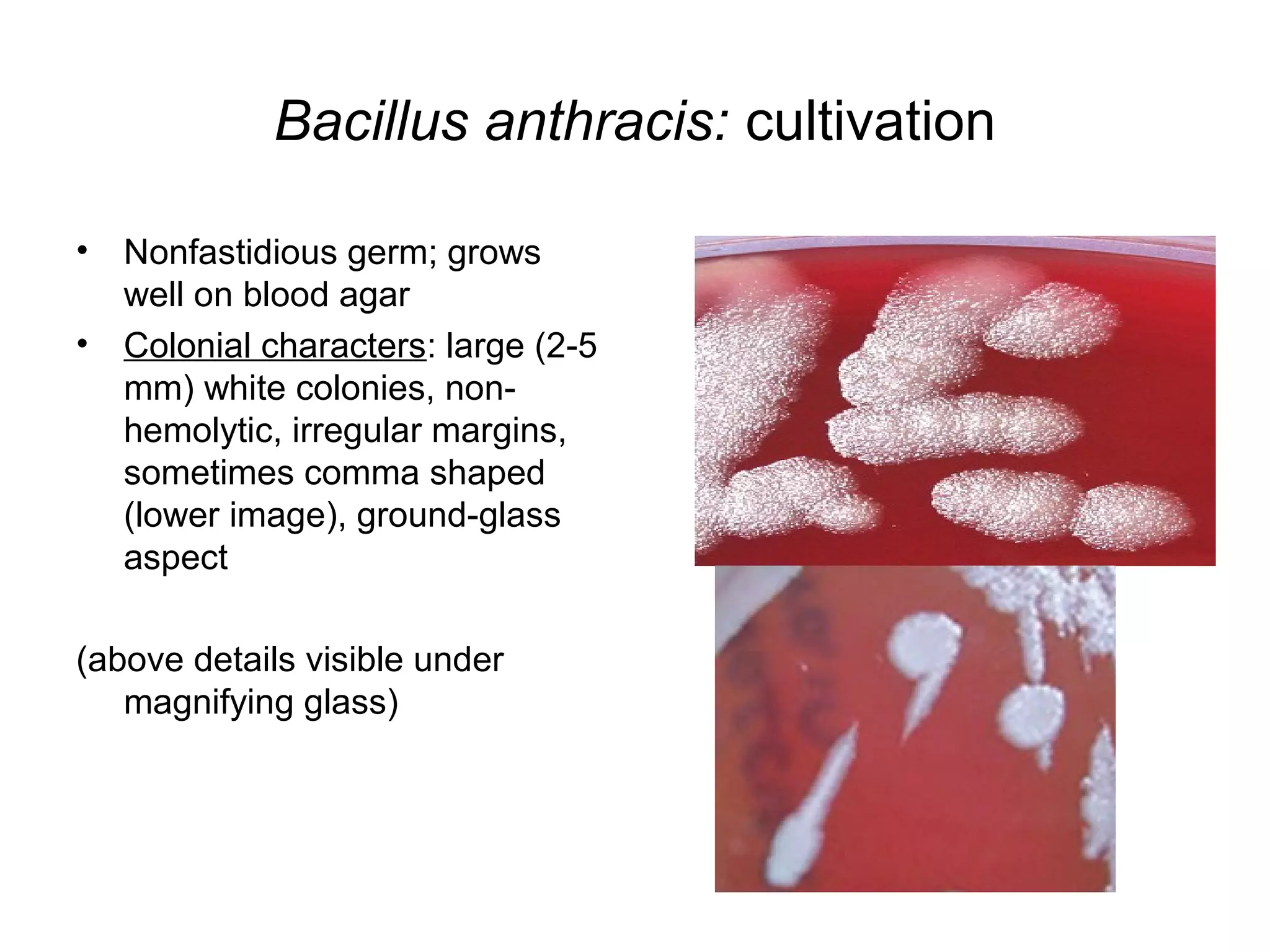 Corynebacterium listeria erysipelothrix_bacillus | PPT