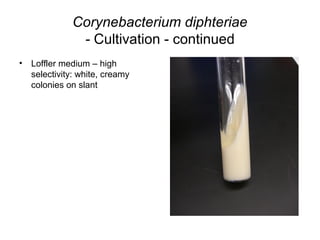 Corynebacterium listeria erysipelothrix_bacillus | PPT