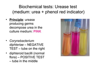 Corynebacterium listeria erysipelothrix_bacillus | PPT