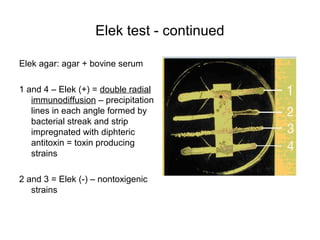 Corynebacterium listeria erysipelothrix_bacillus | PPT