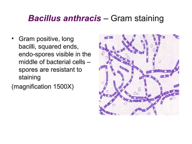 Corynebacterium listeria erysipelothrix_bacillus | PPT