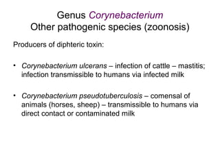 Corynebacterium listeria erysipelothrix_bacillus | PPT