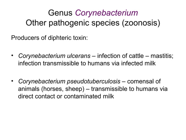 Corynebacterium listeria erysipelothrix_bacillus | PPT