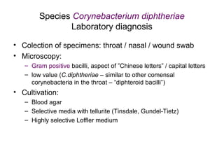 Corynebacterium listeria erysipelothrix_bacillus | PPT