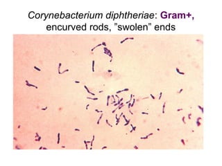 Corynebacterium listeria erysipelothrix_bacillus | PPT