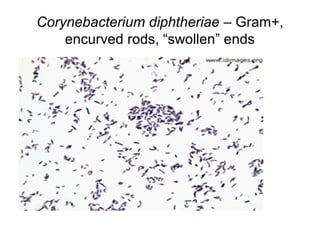 Corynebacterium listeria erysipelothrix_bacillus | PPT