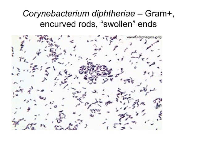Corynebacterium listeria erysipelothrix_bacillus | PPT