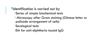 Corynebacterium diphtheriae notes by SANJU SAH(Vyagute rog).pptx