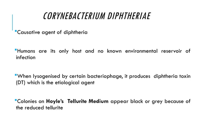 Corynebacterium notes by SANJU SAH(Vyagute rog).pptx