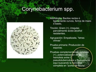 Corynebacterium Spp. | PPT