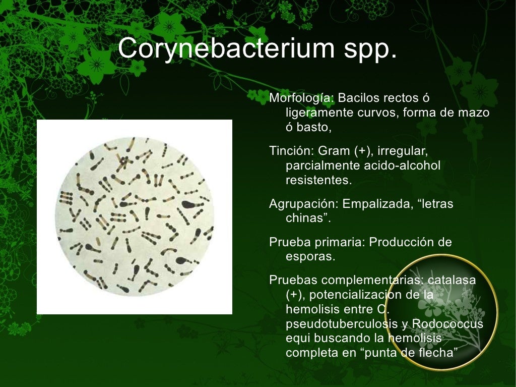 Corynebacterium Spp.
