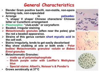 Corynebacterium Diphtheriae Albert Stain