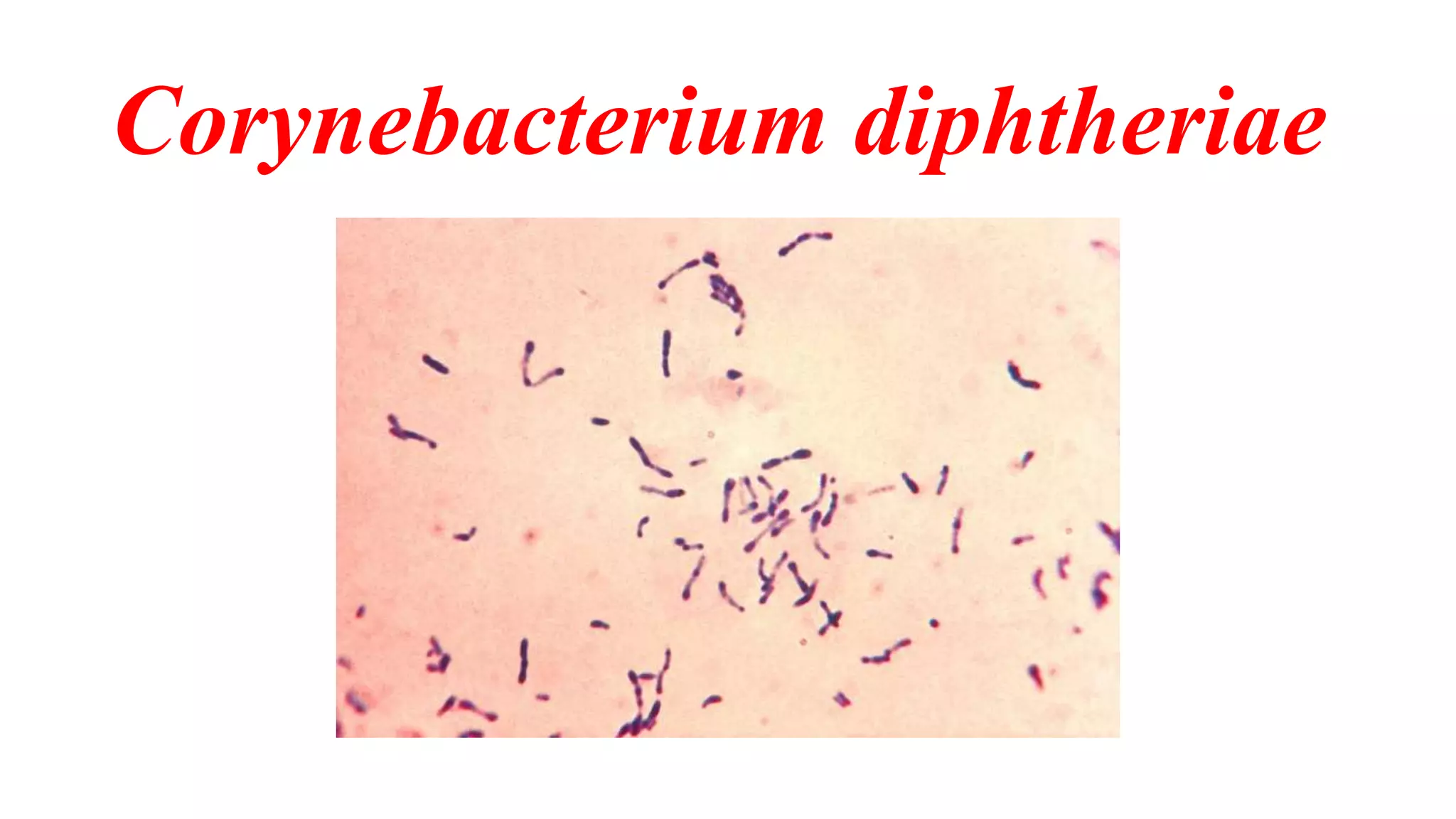 Corynebacterium Diphtheriae | PPT