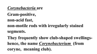 Corynebacterium Diphtheriae | PPT