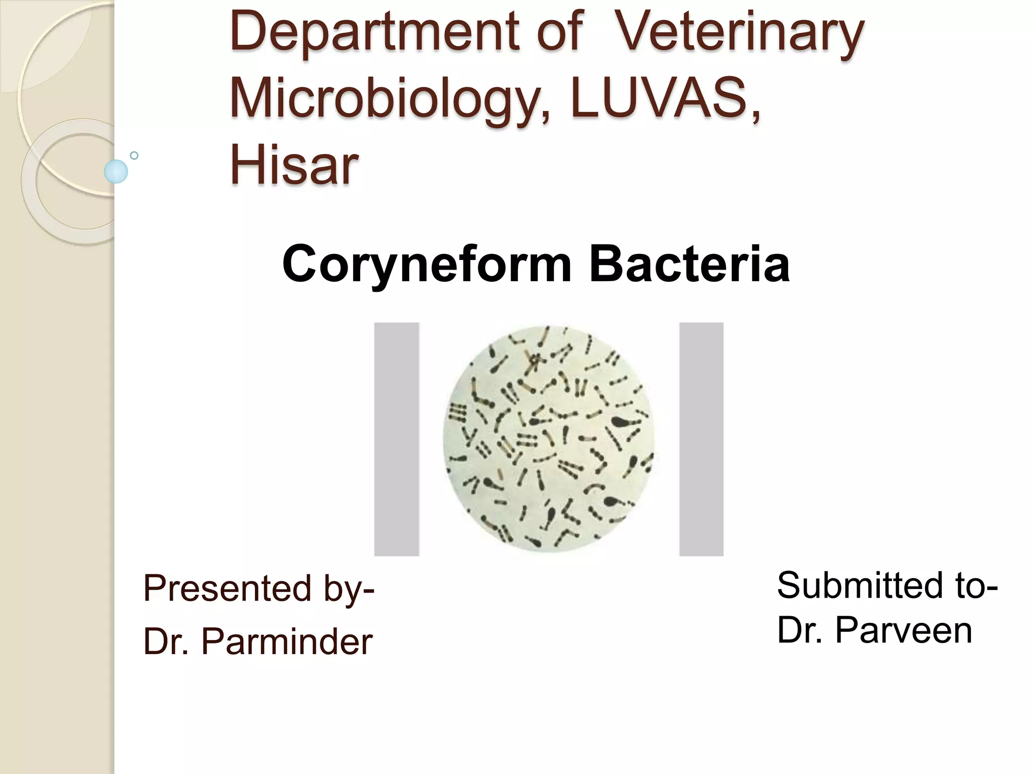 Coryneform Bacteria.pptx