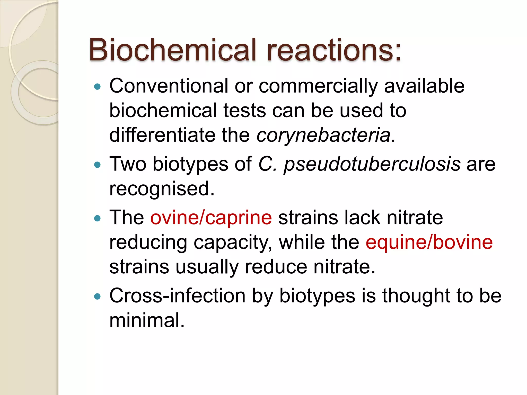 Coryneform Bacteria.pptx