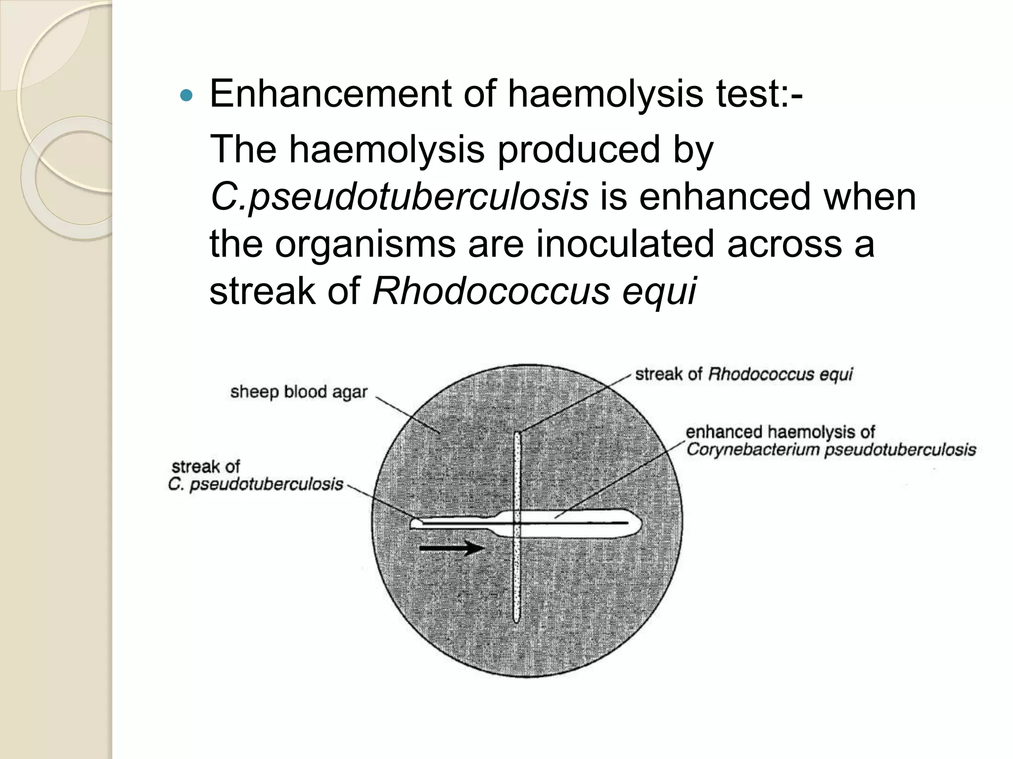 Coryneform Bacteria.pptx