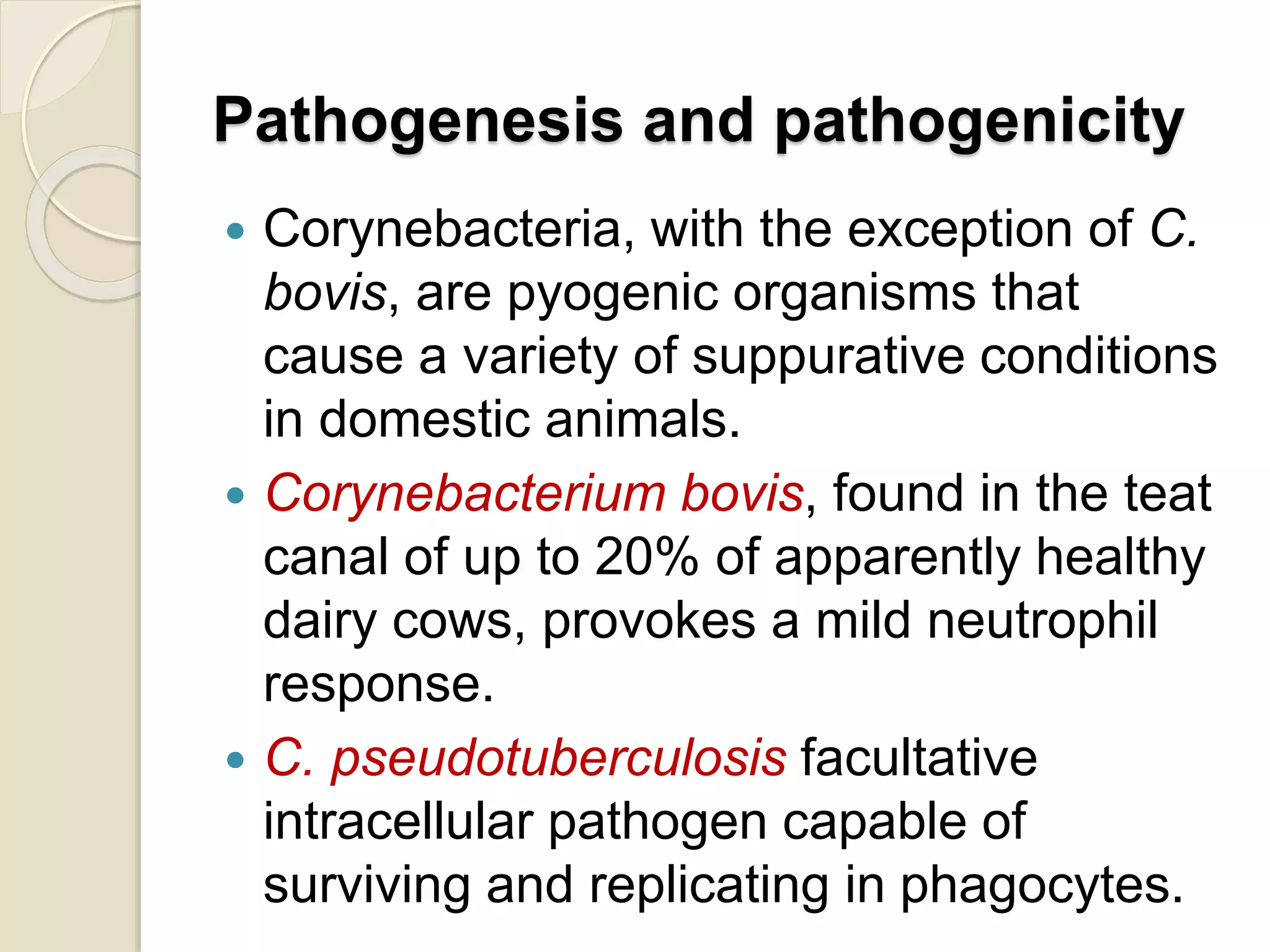 Coryneform Bacteria.pptx
