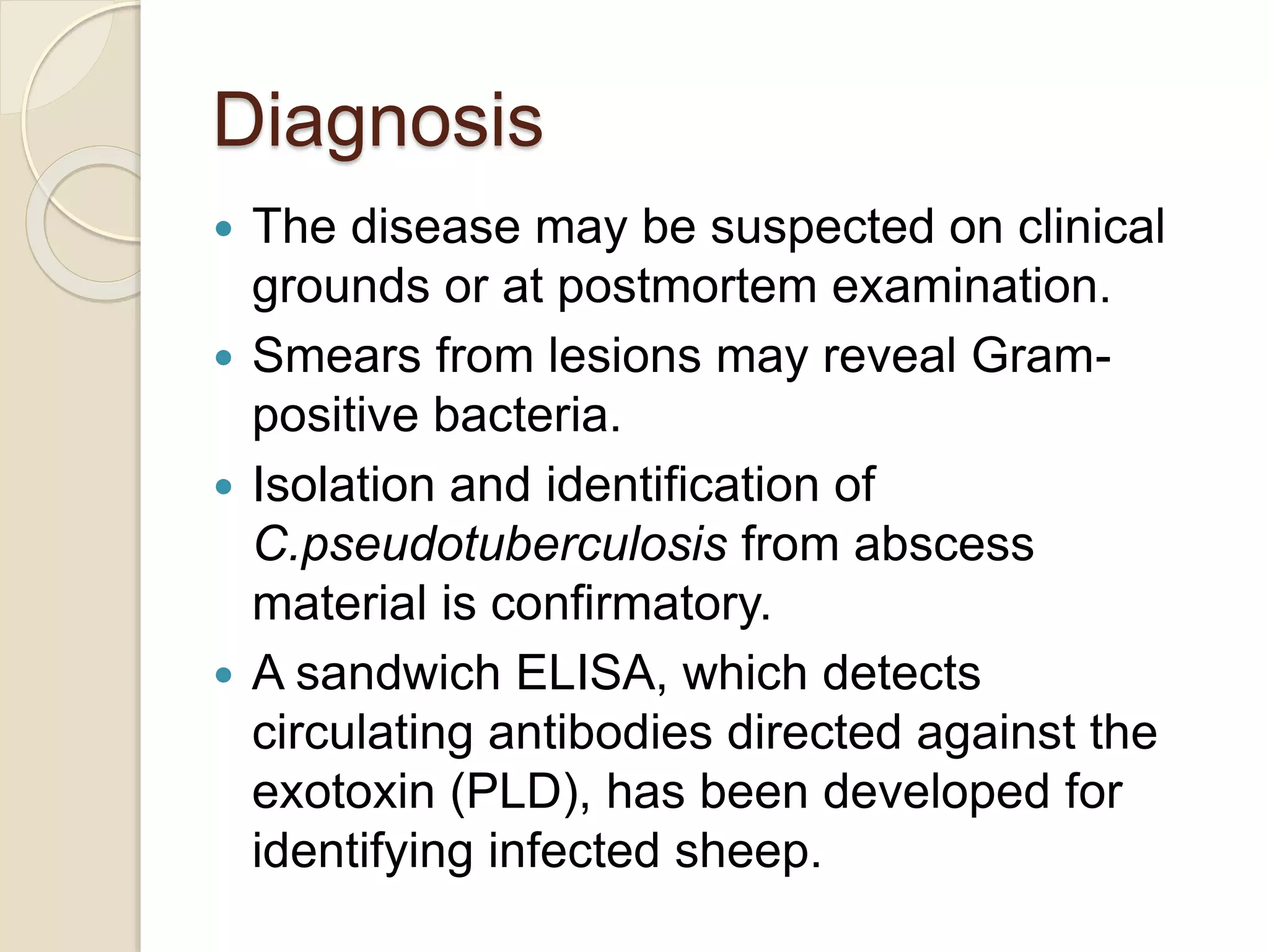 Coryneform Bacteria.pptx