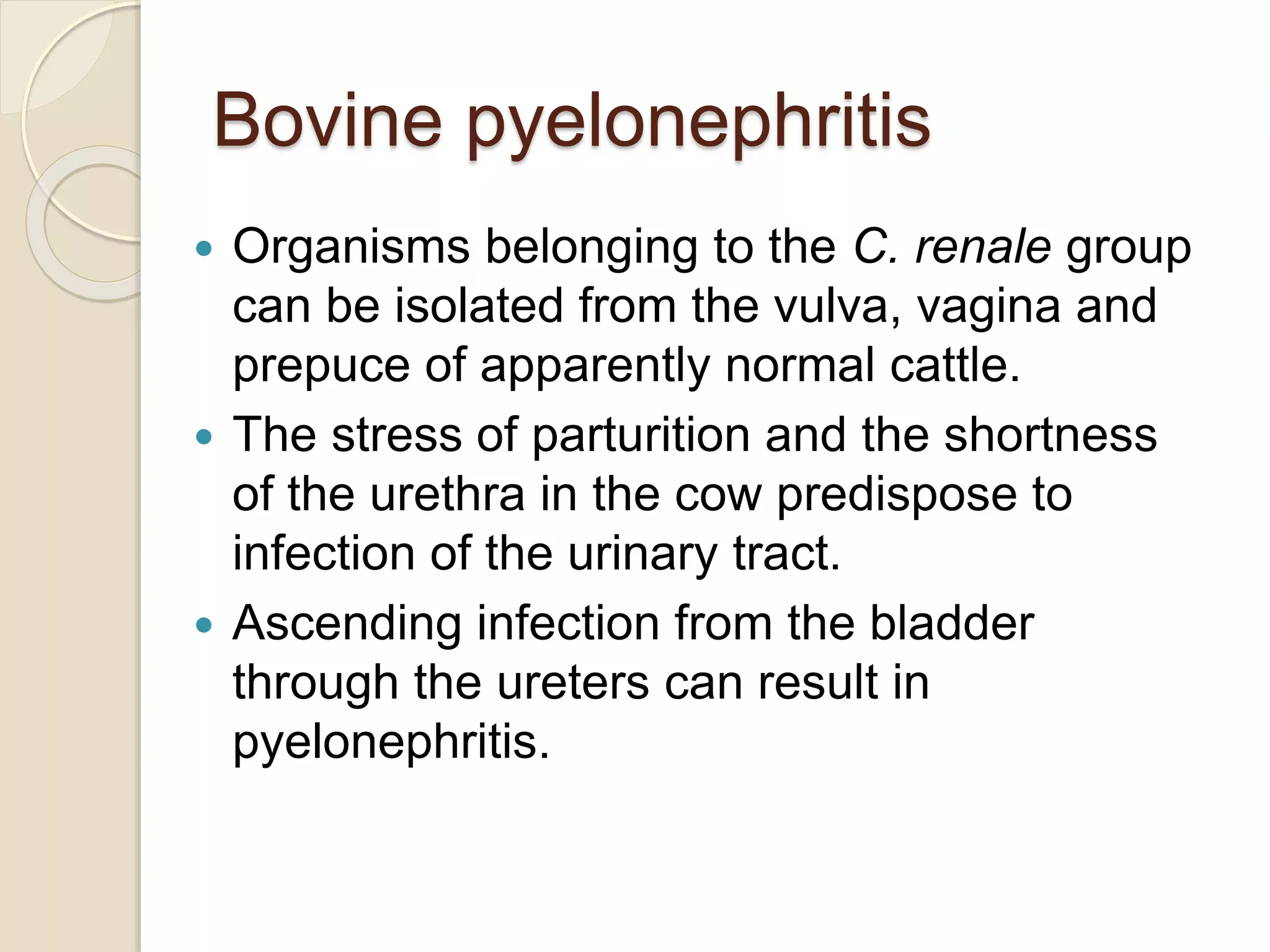 Coryneform Bacteria.pptx