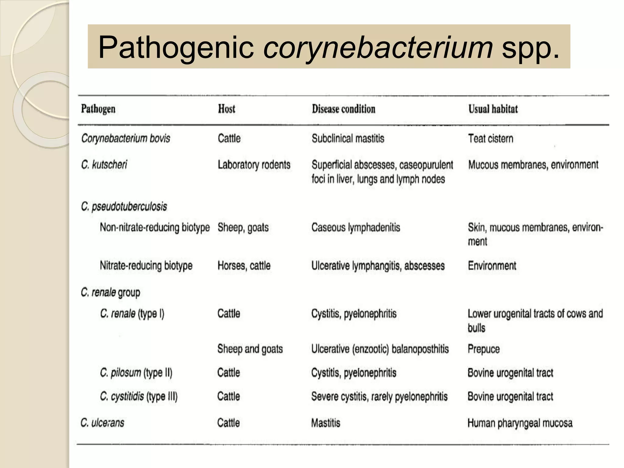 Coryneform Bacteria.pptx