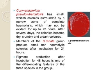 Coryneform Bacteria.pptx