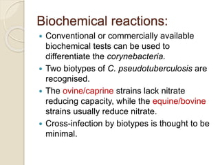Coryneform Bacteria.pptx