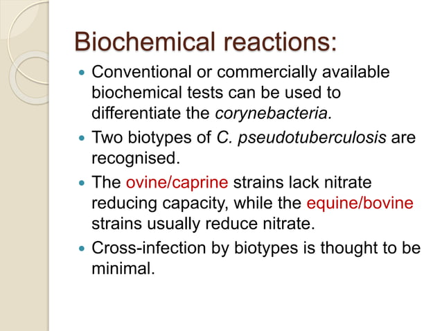 Coryneform Bacteria.pptx