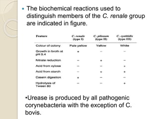 Coryneform Bacteria.pptx