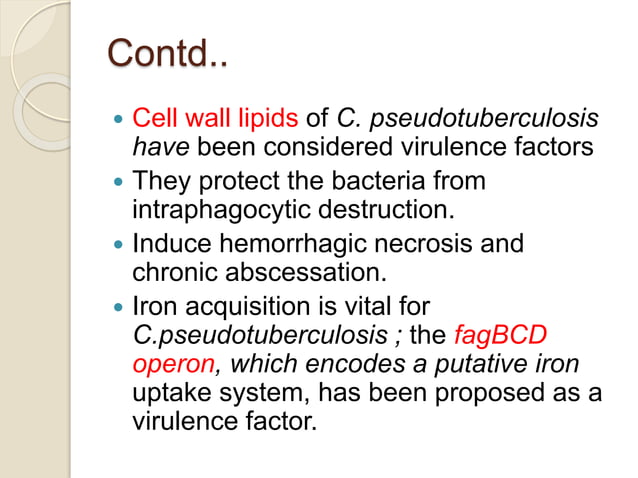 Coryneform Bacteria.pptx