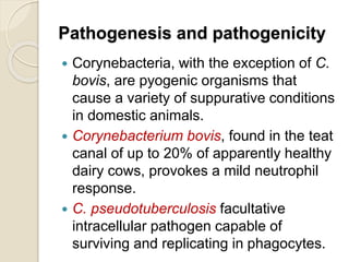 Coryneform Bacteria.pptx