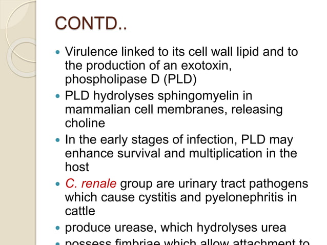 Coryneform Bacteria.pptx