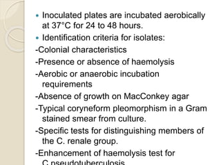 Coryneform Bacteria.pptx
