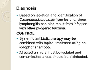 Coryneform Bacteria.pptx