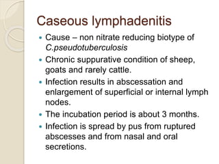 Coryneform Bacteria.pptx
