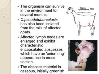 Coryneform Bacteria.pptx