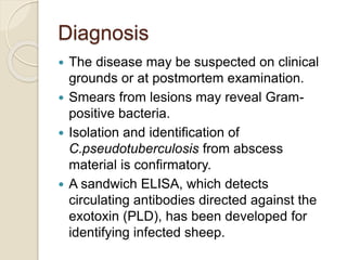 Coryneform Bacteria.pptx