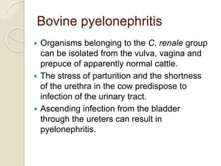 Coryneform Bacteria.pptx