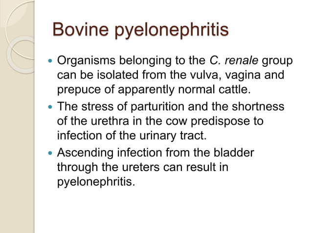 Coryneform Bacteria.pptx