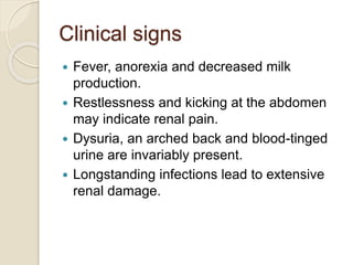 Coryneform Bacteria.pptx