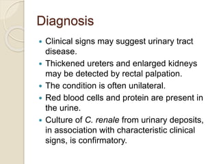 Coryneform Bacteria.pptx
