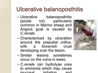 Coryneform Bacteria.pptx