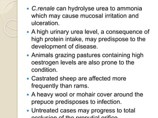 Coryneform Bacteria.pptx