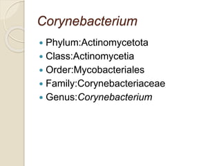 Coryneform Bacteria.pptx